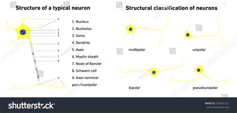 Structural Classification Neurons Neuronal Types Neuron Stock Vector