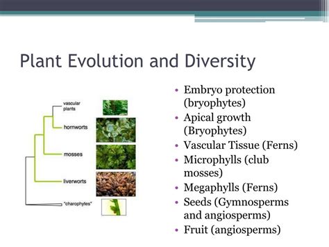 Ppt Plant Evolution And Diversity Powerpoint Presentation Free Download Id1091735