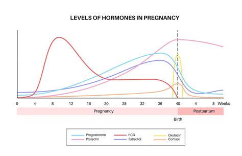 Premium Vector Levels Of Hormones In Pregnancy Hcg Prolactin Cortisol