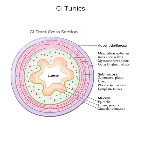Gastrointestinal Tract Layers