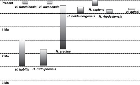 From Australopithecus To Homo