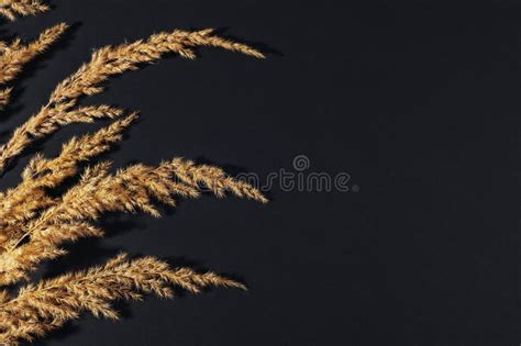 Pampas Grass On Black Background Top View Flat Lay Copy Space Stock
