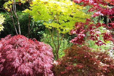 Japanese Maple Tree Seeds For Sale Cultivating Growing And