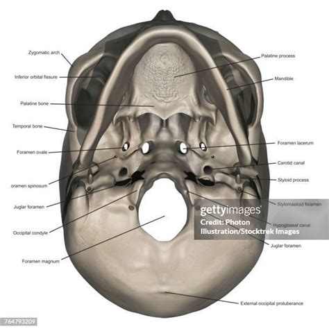 Sagittal View Photos And Premium High Res Pictures Getty Images