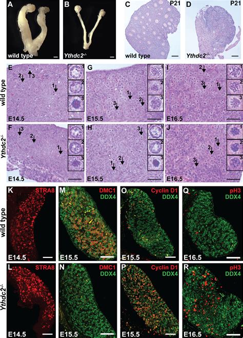 The Conserved Rna Helicase Ythdc2 Regulates The Transition From