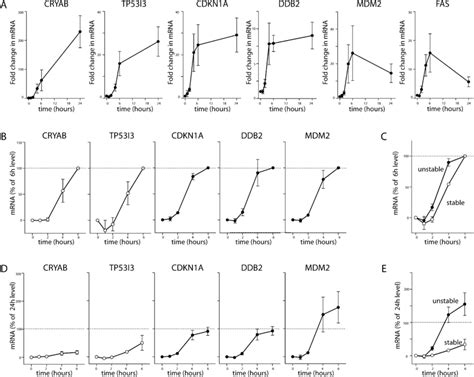 P53 Induced Gene Expression A Ht29 Tsp53 Cells Were Incubated At The Download Scientific
