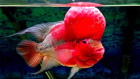 Top Nice Super Big Kok Flowerhorn Youtube