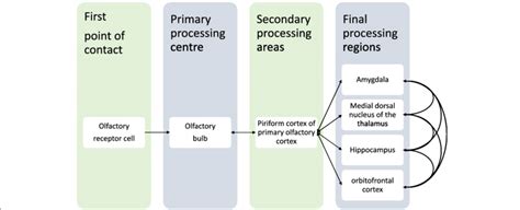 A Simplified Pathway Of The Major Regions Through Which An Olfactory