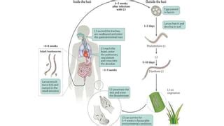 Microbiology Hookworm Life Cycle Mbbs Mbbs 2nd Pptx
