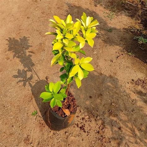 Hedge Plant Ficus Panda For Garden 10 Feet At ₹ 50 Piece In Amethi