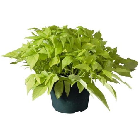 Ипомея купить оптом в Минске