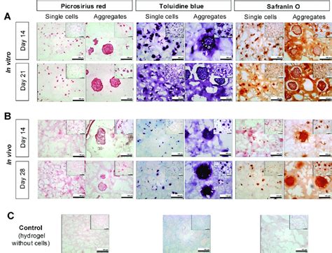 Micro Aggregation Resulted In Superior Matrix Production Both In Vitro Download Scientific