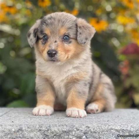 Welsh Corgi Mix Puppies For Sale Greenfield Puppies