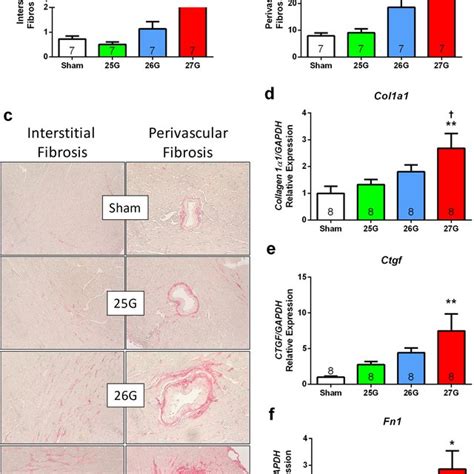 Histological Analysis Of Left Ventricular Tissue Showing Graded Cardiac