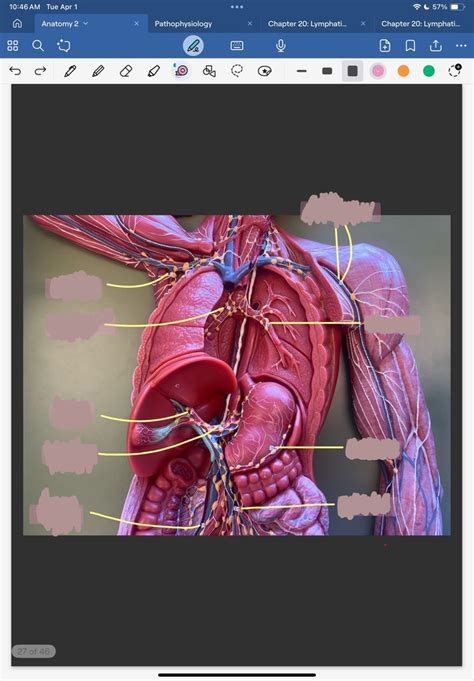 Lab Practical 3 Diagram Quizlet