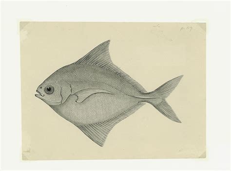 Black Pomfret Juvenile Blackwhite Parastromateus Niger Flickr
