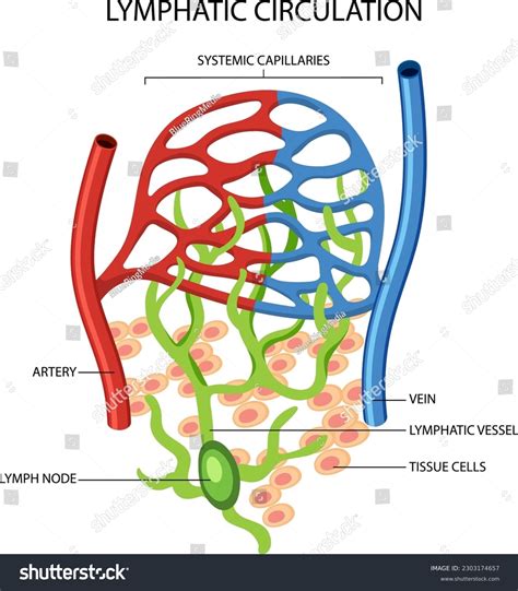 Lymphatic Circulation System Diagram Illustration Stock Vector Royalty Free 2303174657
