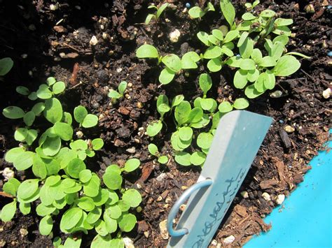 Sprouts Easter Planting Portland Or Notes