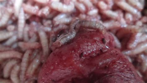 Maggots Eating Penis