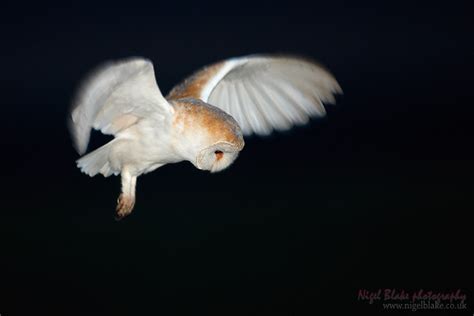 Barn Owl Tyto Alba In Flight Hunting At Night Barn Owl Tyt… Flickr