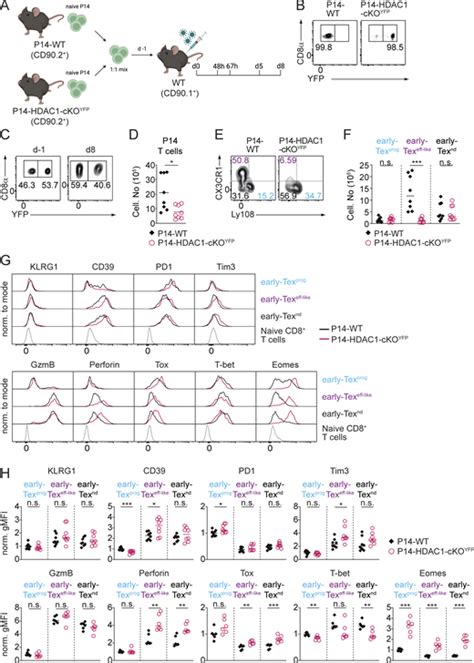 Hdac1 Controls The Generation And Maintenance Of Effector Like Cd8 T