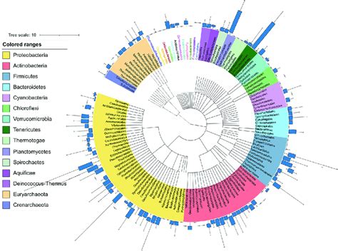 Bacteria And Archaea Prophage Distribution The Phylogenetic Tree Was