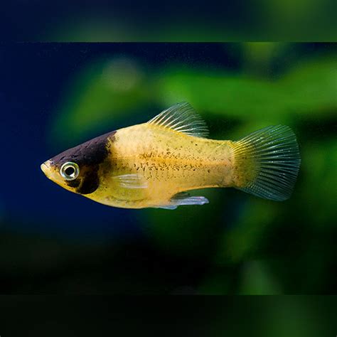 Assorted Platy Xiphophorus Maculatus