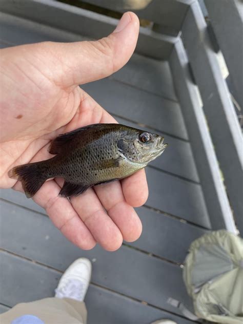 Juvenile Tilapia Or A Sunfish Rfishid