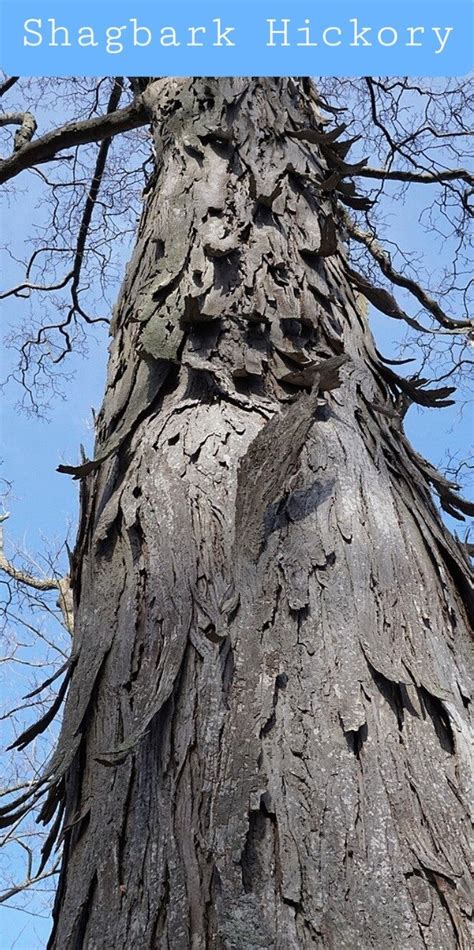 Tree Identification For The Morel Hunter Articles Outdoorsydad