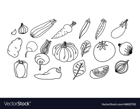Hand Drawn Vegetable Outlines Or Coloring Pages Vector Image
