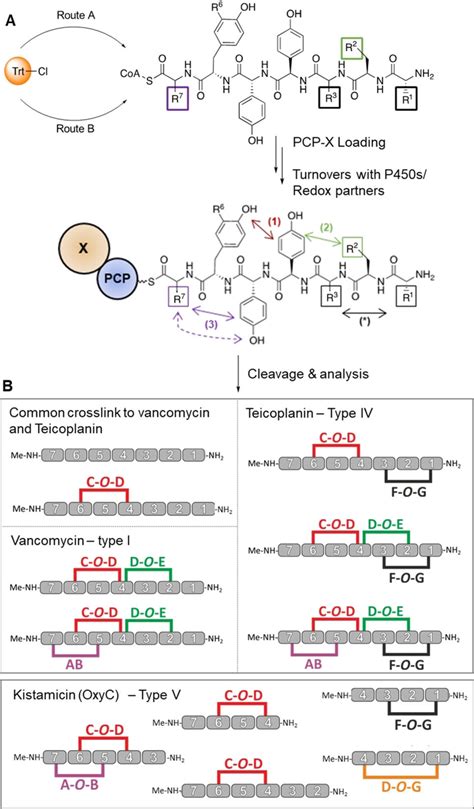 Workflow For In Vitro Gpa Cyclisation Assays A Peptide Synthesis