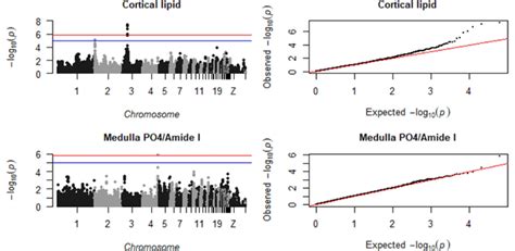 Manhattan Plot Left Showing The −log10p Value For Each Snp And Qq