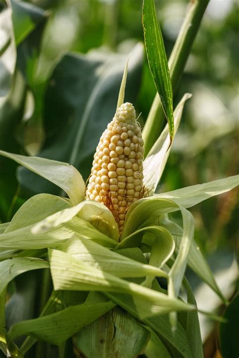 Sweet Corn In The Field Stock Image Image Of Nature 103654593