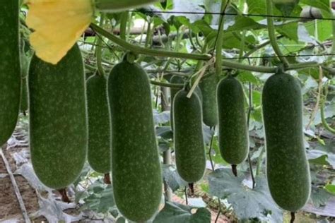 节瓜种植多久可收获，根据种植时间决定 新三农