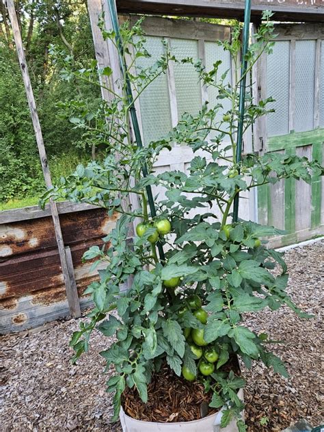 Beefmaster Plant Is Happy Rtomatoes