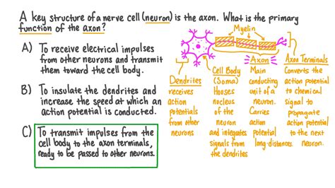 Axons Function Structure Of A Neuron Explained 🧠 Neurons