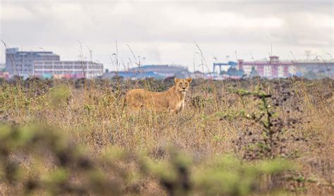 Nairobi Kenya Best Known For Its National Park And