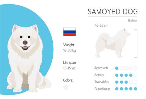 Dog Infographic Samoyed Stock Illustration Download Image Now