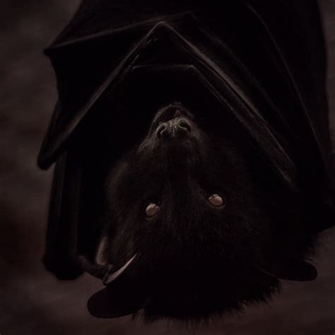 Violetta Leigh Substack