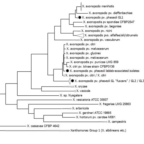 Multi Locus Sequence Analysis To Determine The Phylogenetic Positions Download Scientific