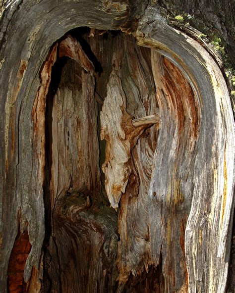 Hollowed Trunk Shutterbug