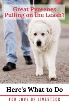 Perfect Pyr Pups How To Train Your Great Pyrenees Puppy Artofit