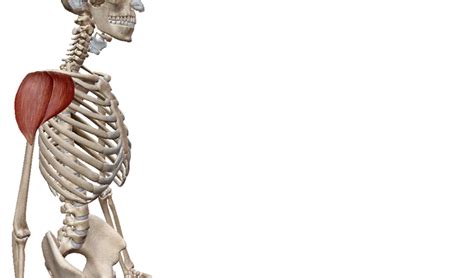 Shoulder Anatomy The Bodyfix Blueprint