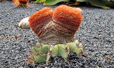 Plantas Criptógamas Y Fanerógamas Características Ejemplos 2020