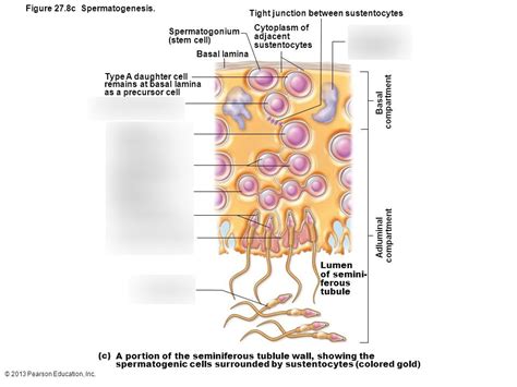 Spermatogenesis Diagram