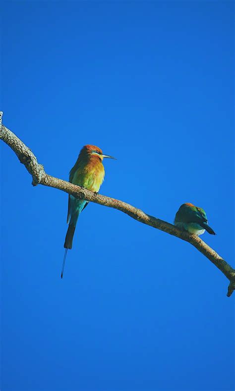 Rainbow Bee Eaters Raustralianbirds