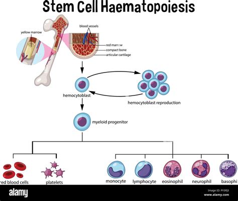Hematopoietic Stem Cells Diagram
