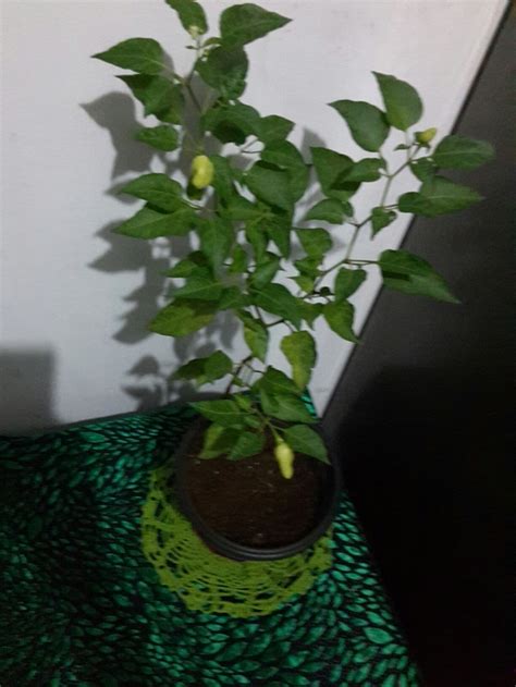 Konsep 29 Sejarah Tanaman Sawi Sam Hong