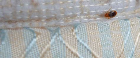 Bed Bug Guide Bed Bug Identification And Prevention Tips