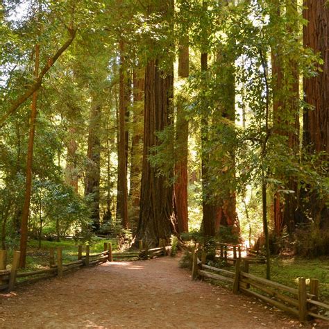 Henry Cowell Redwoods State Park 2025 All You Need To Know Before You